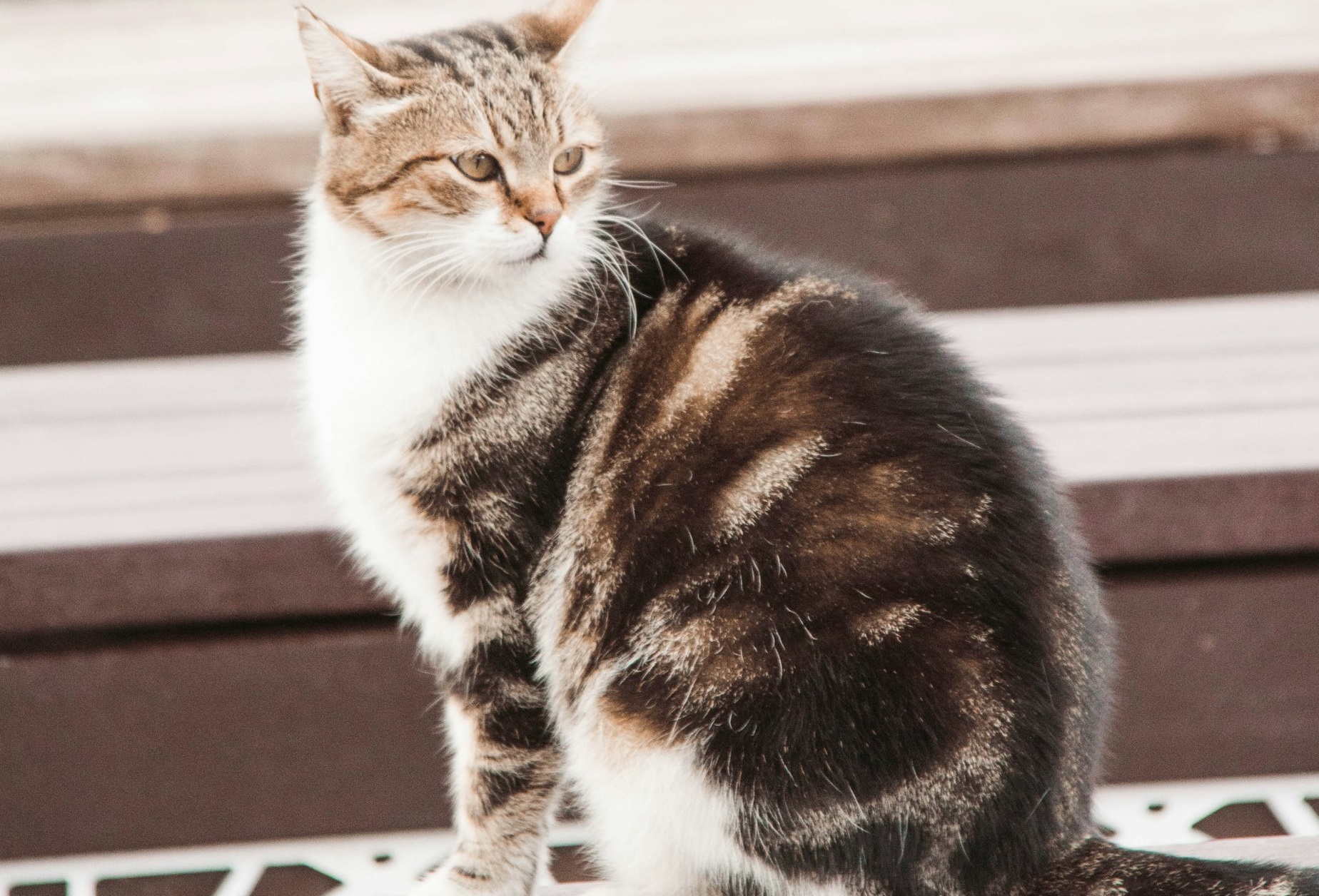 Is Istanbul Famous for Cats? - Discussing The Fascinating Cats of ...