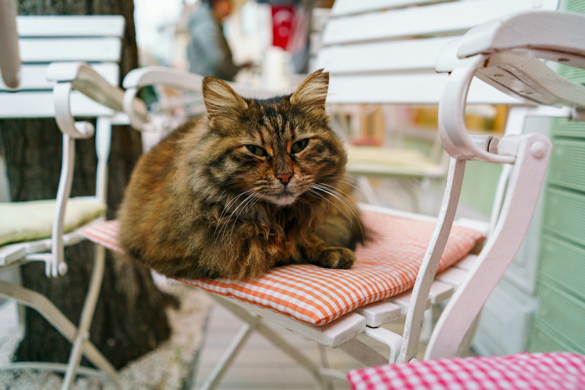 Is Istanbul Famous for Cats? - Discussing The Fascinating Cats of ...