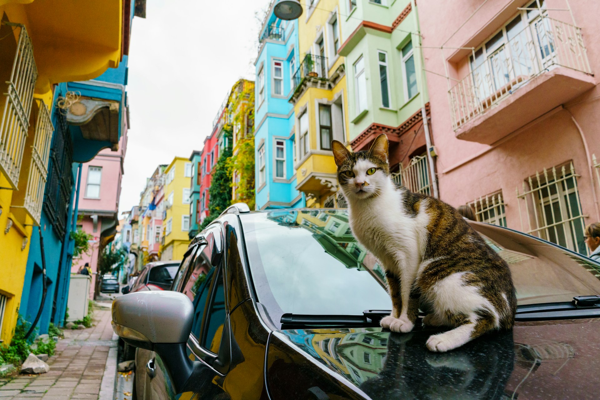 Is Istanbul Famous for Cats? - Discussing The Fascinating Cats of ...