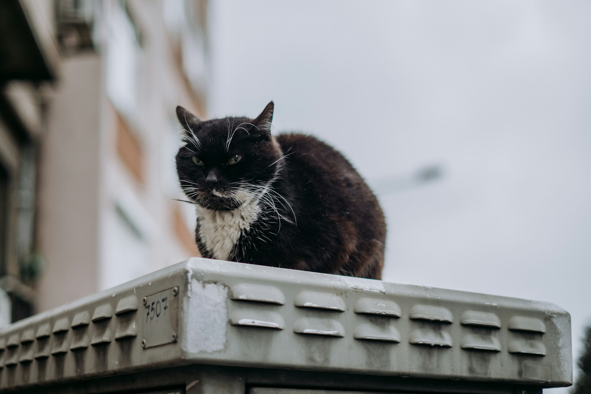 Is Istanbul Famous for Cats? - Discussing The Fascinating Cats of ...