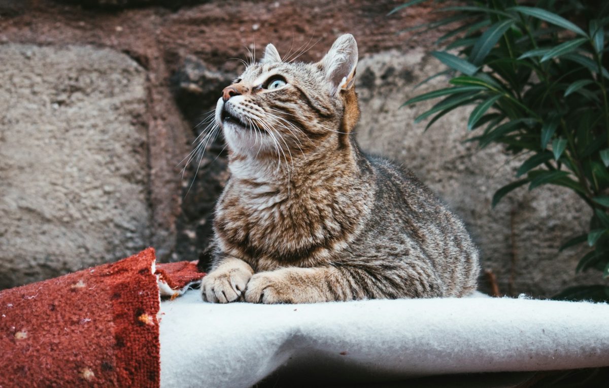 Is Istanbul Famous for Cats? - Discussing The Fascinating Cats of ...